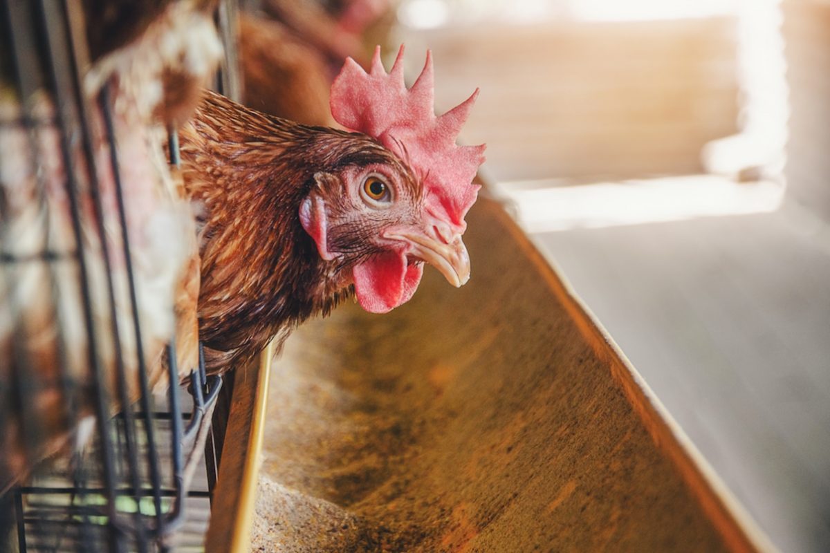 Poultry Feed Additive | Fully Increased Feed Efficiency